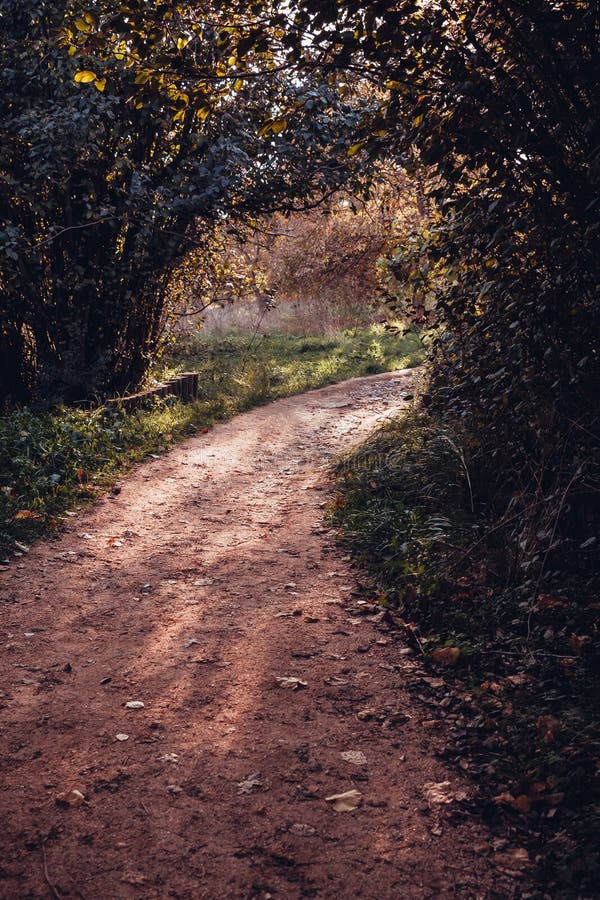 Walkway Lane Path Surrounded with Green Trees and Bushes Stock Photo ...