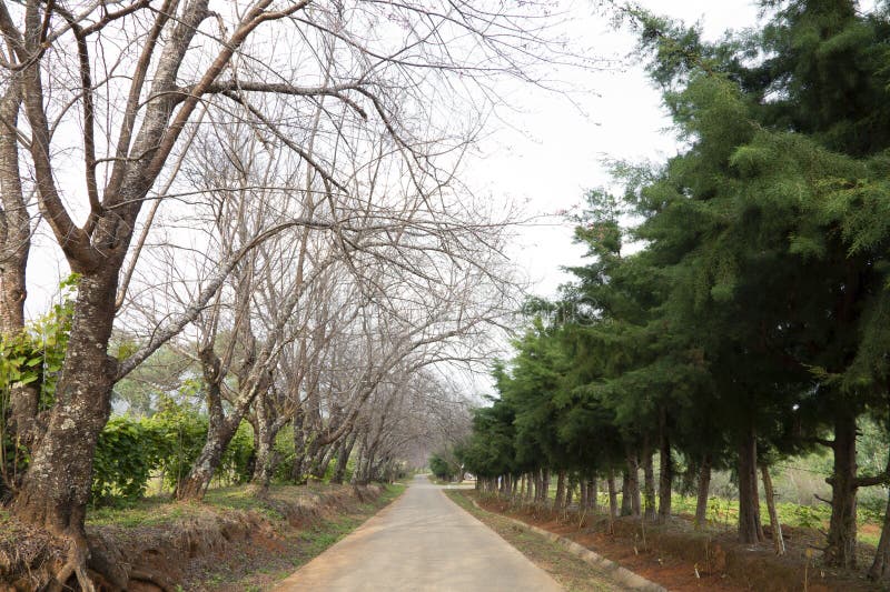 Walkway Lane Path with Trees Stock Photo - Image of scenic, foliage ...