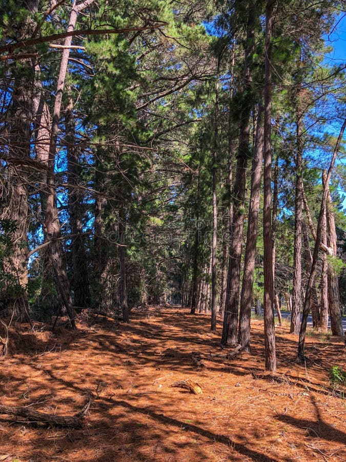 Walkway Leading into the Distance Under Conifer Trees. Stock Image ...