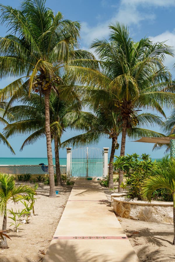 A Walkway Leads To Palm Trees and a Gate by the Edge of the Ocean Stock ...