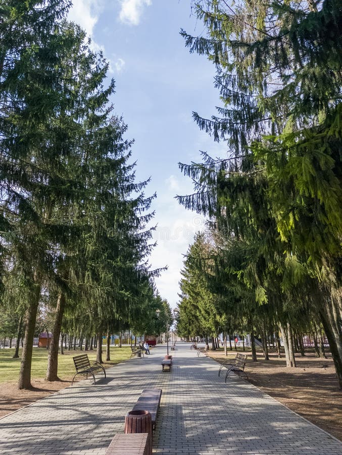A Walkway Lined with Benches in a Park with Trees and Benches Stock ...