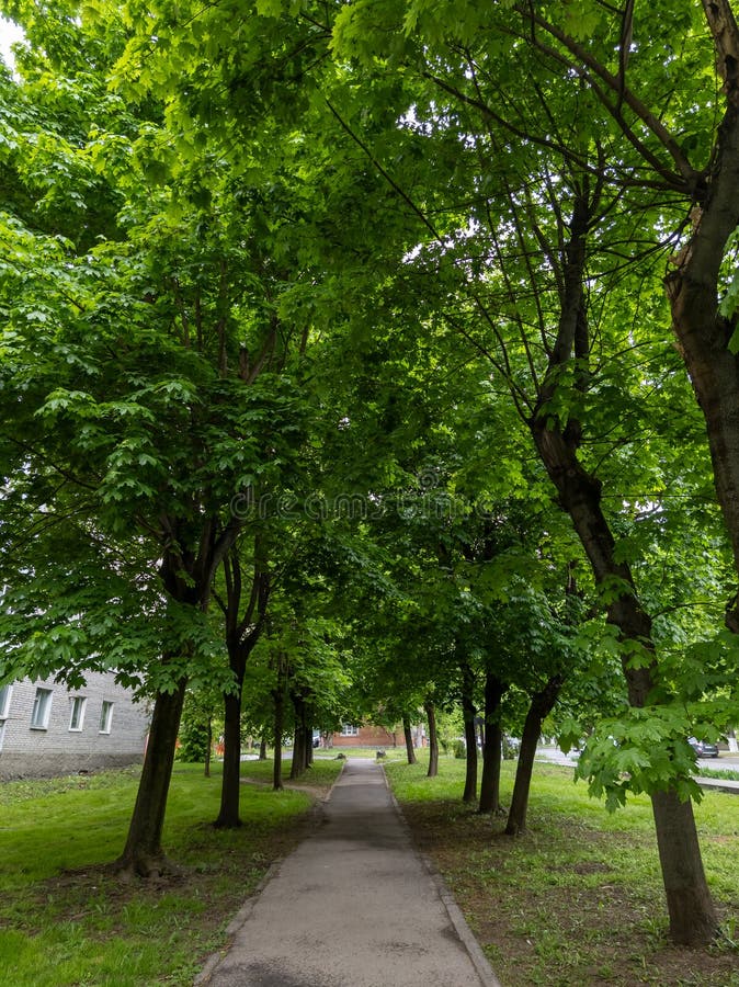 Walkway Lined Trees Park Next Building Stock Photos - Free & Royalty ...