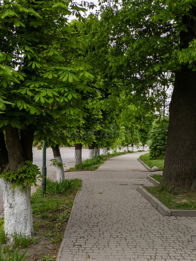 A Walkway Lined with Trees in a Park Next To a Road Stock Photo - Image ...