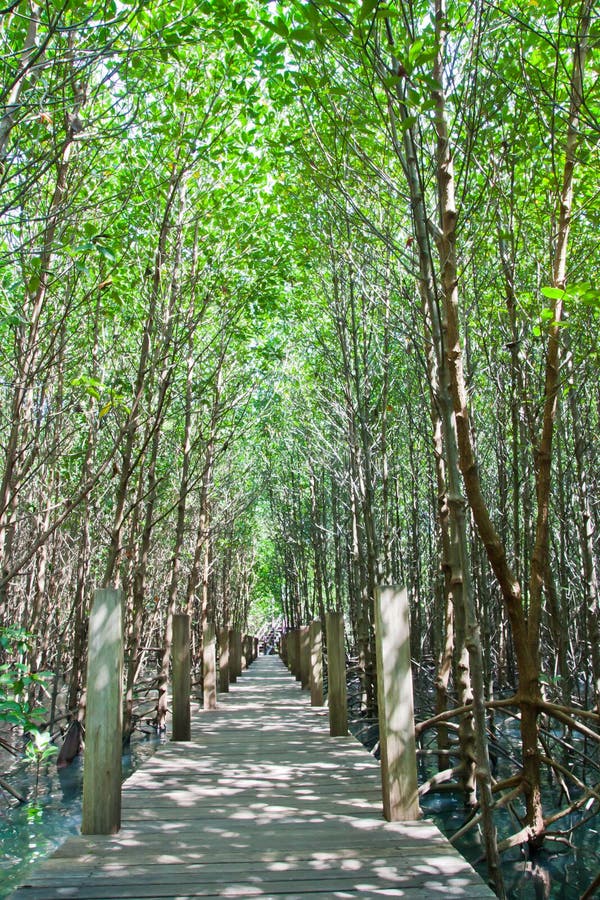 Walkway in mangrove forest stock photo. Image of mangrove - 22706380