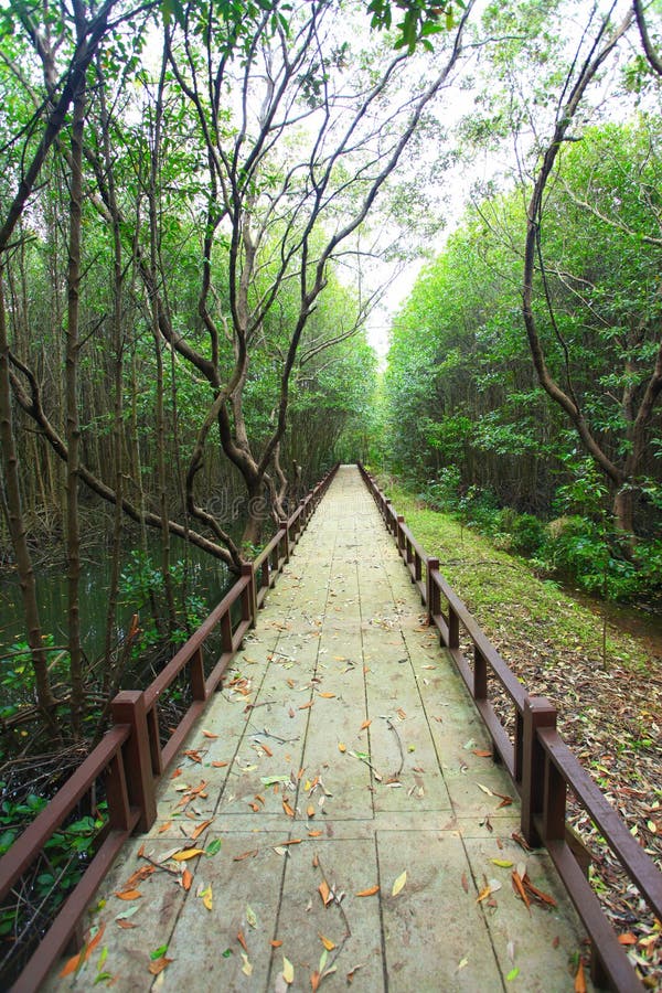 Walkway in mangrove forest stock image. Image of root - 28402023