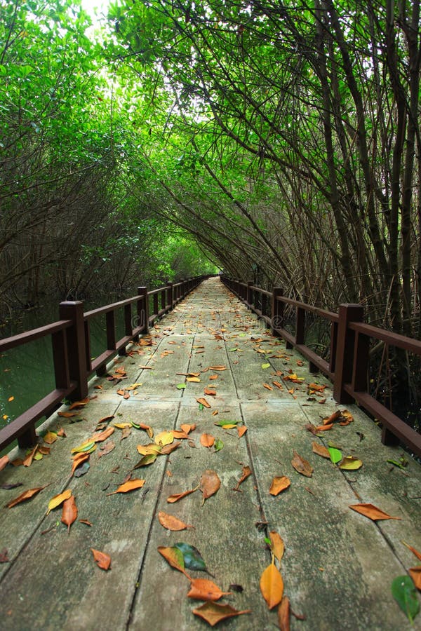 Walkway in mangrove forest stock image. Image of root - 28402023