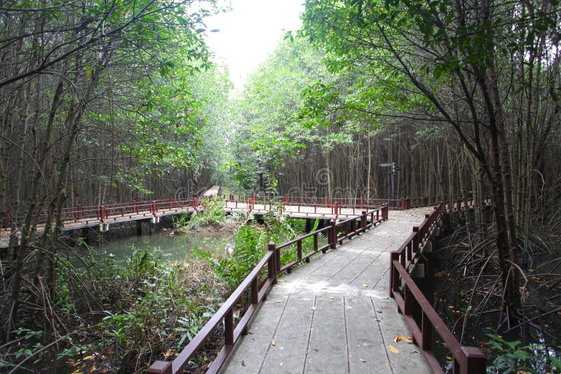 Walkway in mangrove forest stock photo. Image of rainforest - 28402074