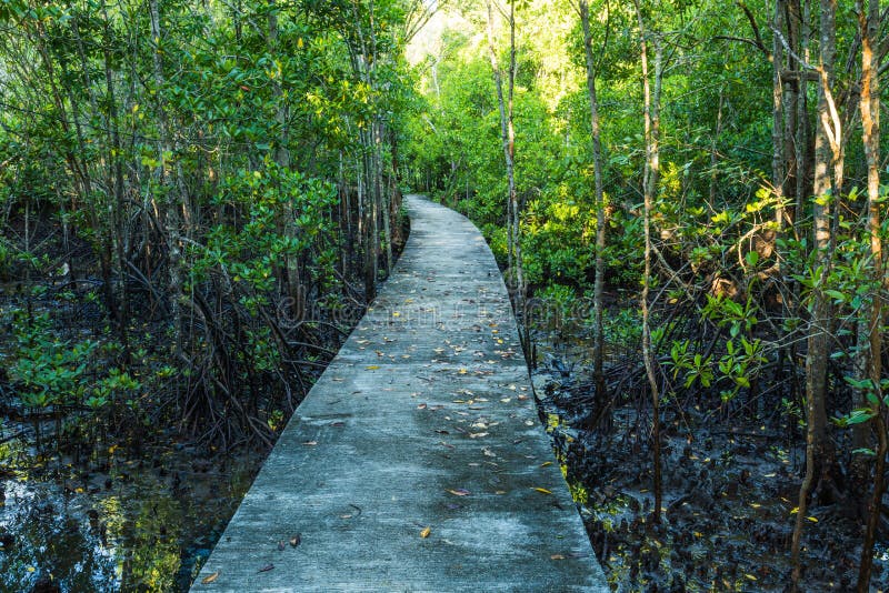 Walkway in the Mangrove Forest Stock Photo - Image of tropical, park ...