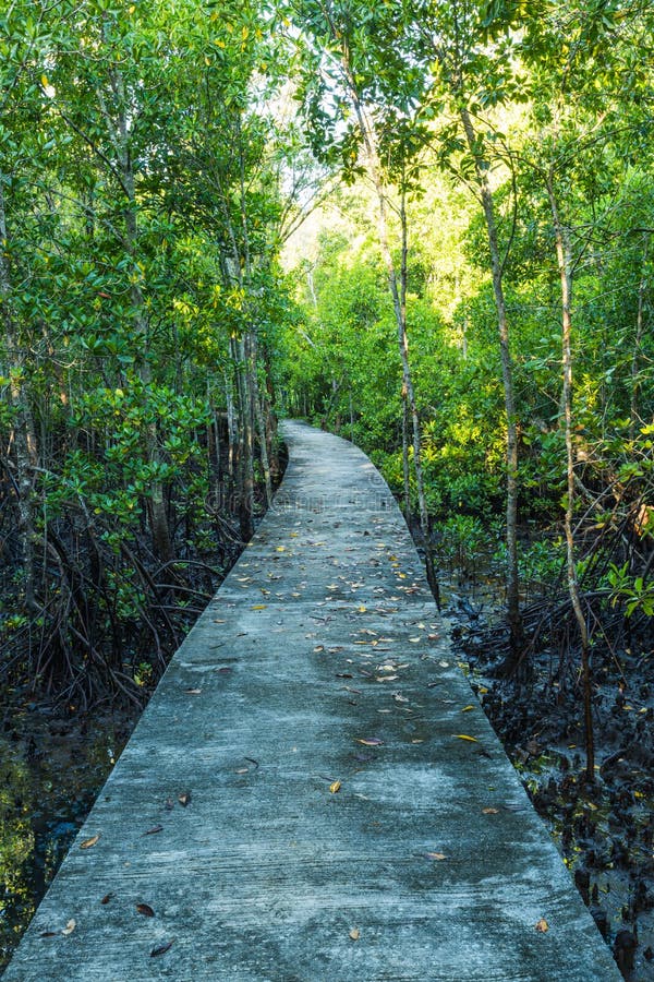 Walkway in the Mangrove Forest Stock Photo - Image of morning, plant ...