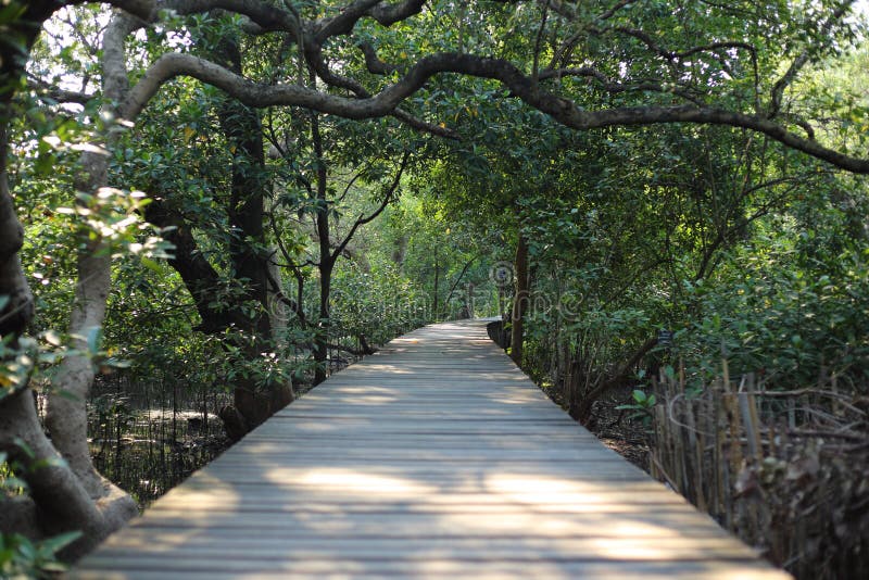 Walkway of mangrove forest stock image. Image of beauty - 78404813
