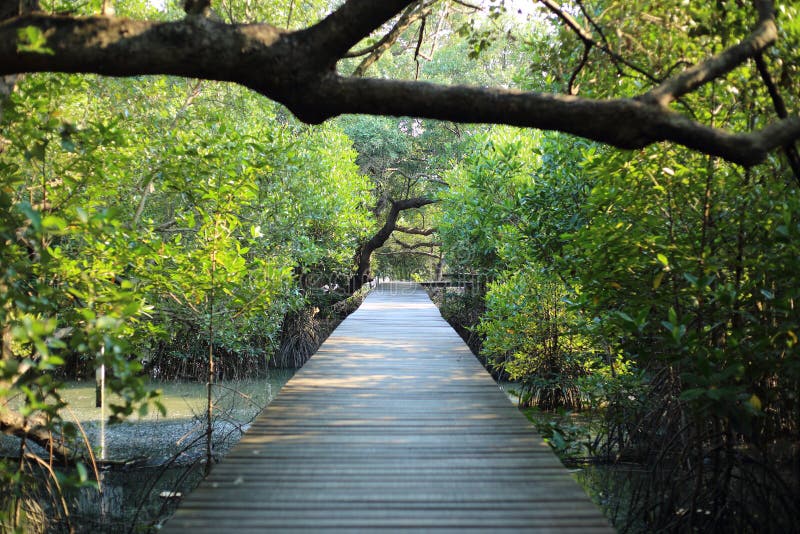 Walkway of mangrove forest stock image. Image of leaf - 78404883