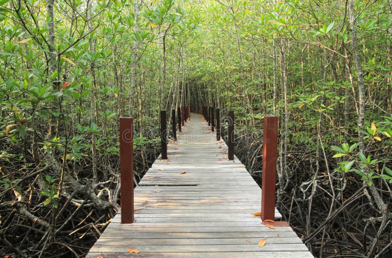 Walkway through Mangroves Forest Stock Photo - Image of landscape ...
