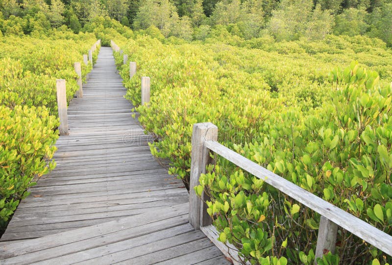 Walkway through Mangroves Forest Stock Image - Image of green, nature ...