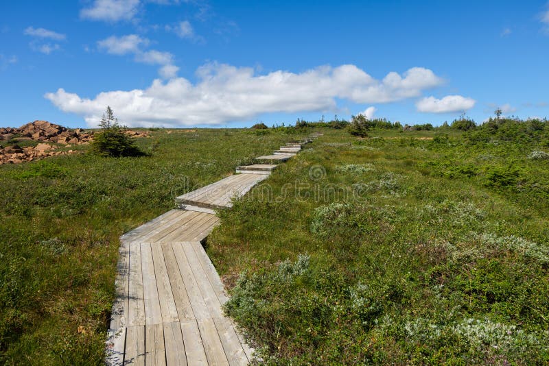 Walkway through a marsh. stock image. Image of walkway - 80732161
