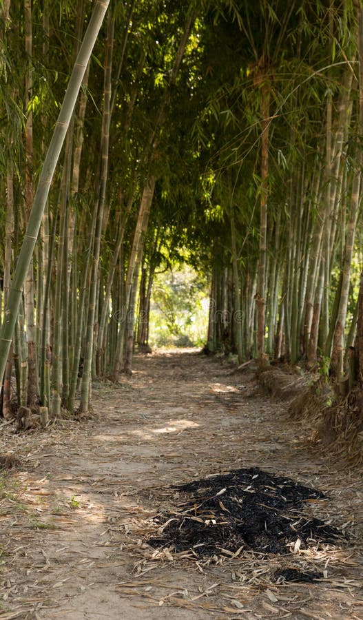 Bamboo Tree Tunnel & Walkway Pathway Road Stock Photo - Image of park ...