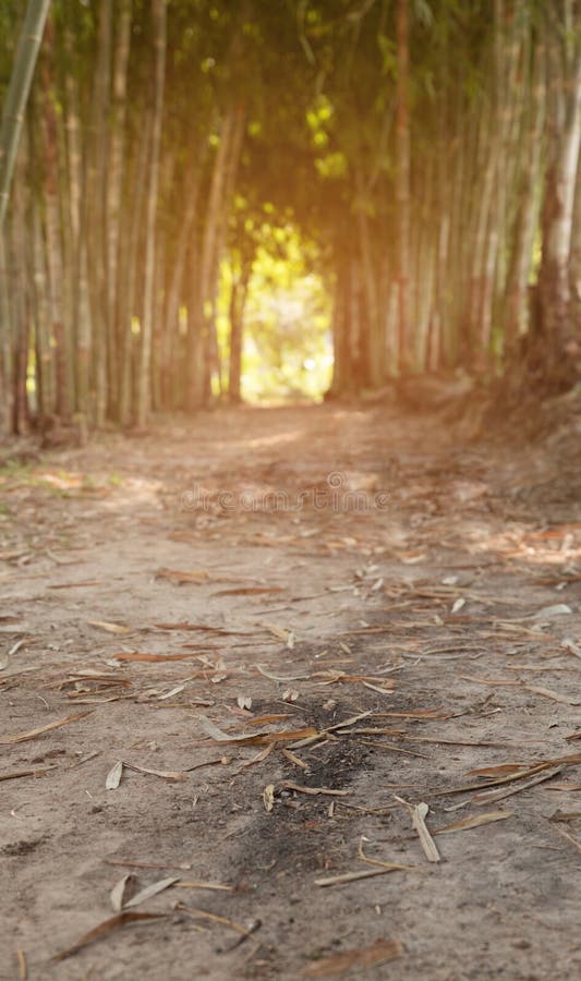 Bamboo Tree Tunnel & Walkway Pathway Road Stock Photo - Image of park ...