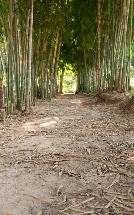 Bamboo Tree Tunnel & Walkway Pathway Road Stock Photo - Image of park ...