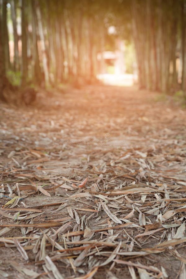 Bamboo Tree Tunnel & Walkway Pathway Road Stock Photo - Image of park ...