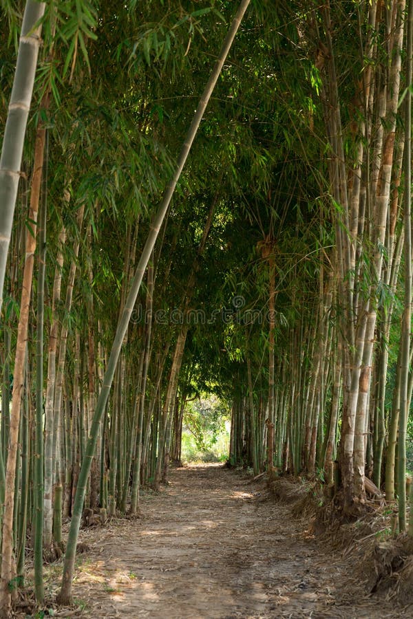 Bamboo Tree Tunnel & Walkway Pathway Road Stock Photo - Image of park ...