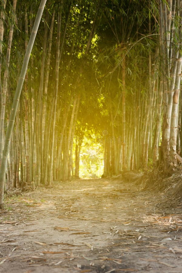Bamboo Tree Tunnel & Walkway Pathway Road Stock Photo - Image of park ...