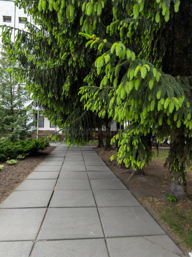 A Walkway in the Middle of a Park with Trees and Bushes Stock Image ...