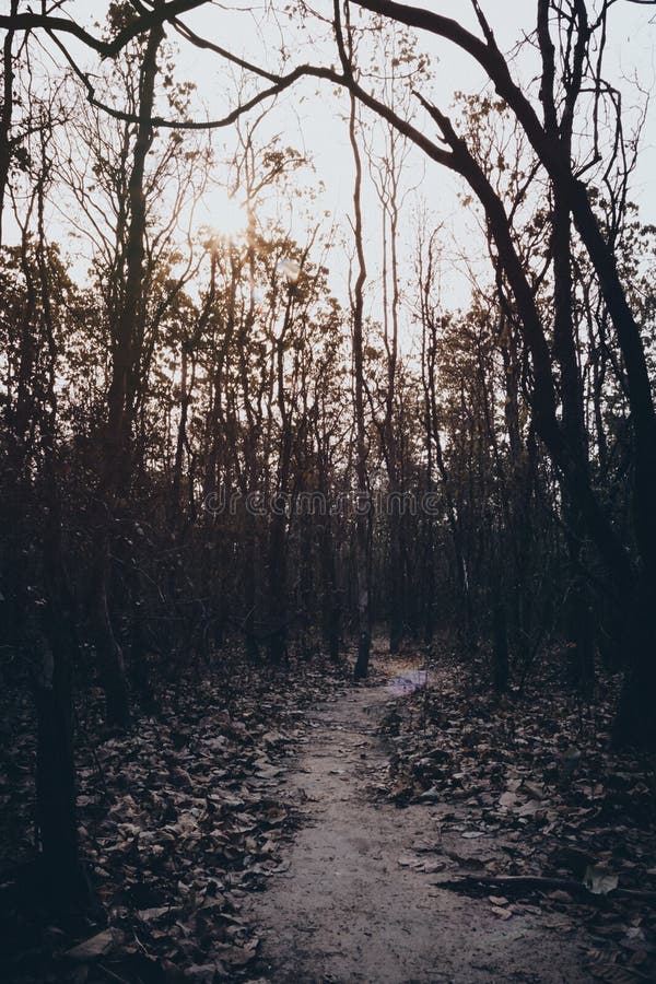 Walkway in Mysterious Forest. Color Effect Dark Stock Photo - Image of ...