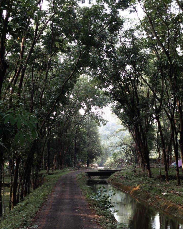 Walkway in the Nature,Nature Gate Like an Umbrella Stock Photo - Image ...