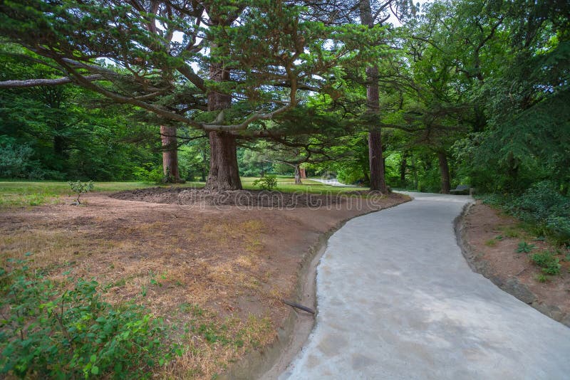 Walkway between Old Birch Trees in Park Stock Image - Image of ground ...