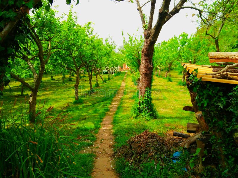 Walkway organic farm editorial photo. Image of apple - 73231446