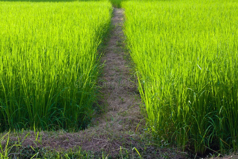 Walkway of paddy field stock image. Image of tree, meadow - 32280437