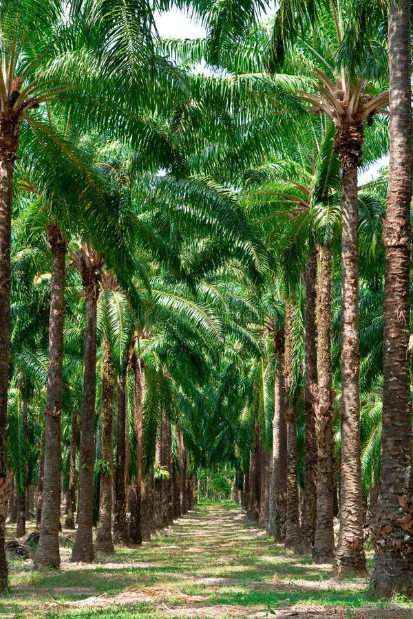 Walkway in Palm Tree Garden. Stock Image - Image of south, natural: 8610011
