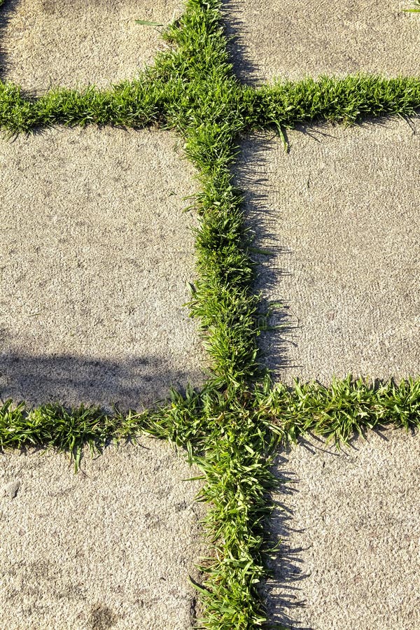 Walkway in the park stock image. Image of landscaped - 225978551