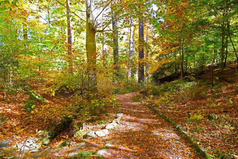 Walkway in a Park with Colorful Fallen Leave in Autumn. Stock Image ...