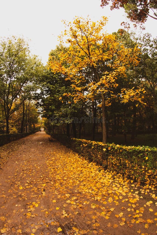 Walkway in a Park Covered with Yellow Autumn Leaves Stock Image - Image ...