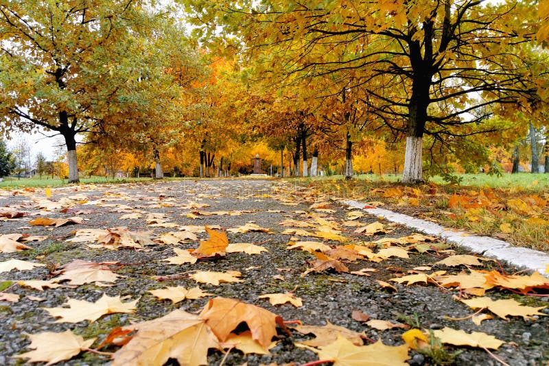 Walkway in the Park with Fallen Leaves in the Fall. Autumn Mood ...