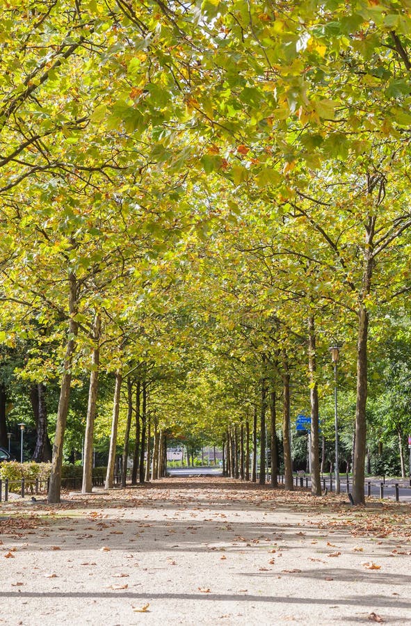 Walkway Path with Autumn Tree Stock Photo - Image of green, holland ...