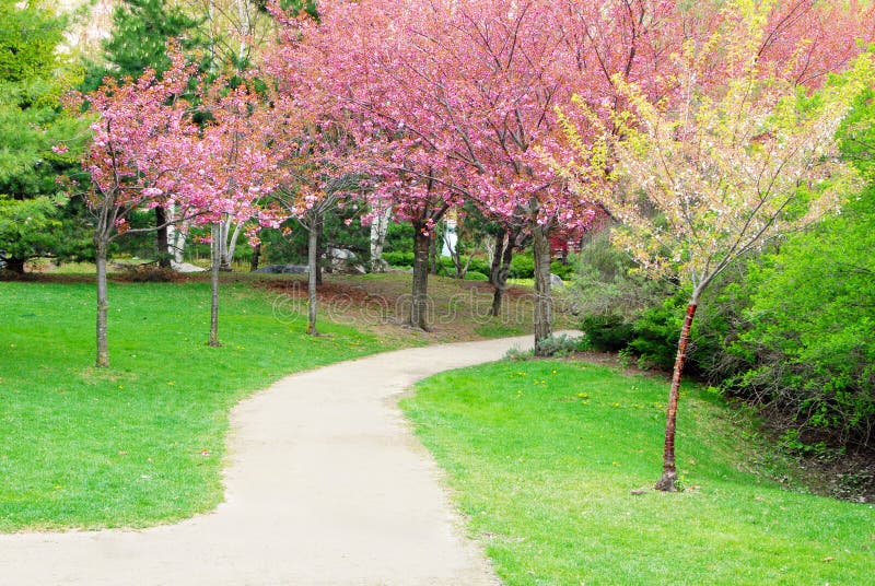 Walkway Path with Cherry Trees in Flower Stock Image - Image of ...