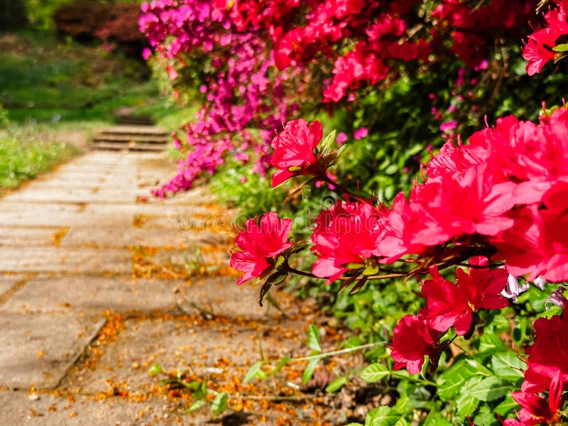 A Walkway with a Path of Flowers in the Background Stock Image - Image ...