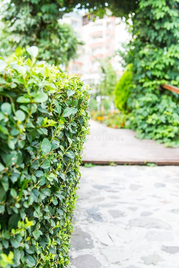 Walkway path plant stock image. Image of bush, landscape - 50599481