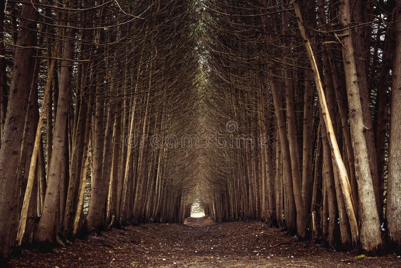 Walkway Path with Trees in Forest. Beautiful Alley in Park. Pathway Way ...