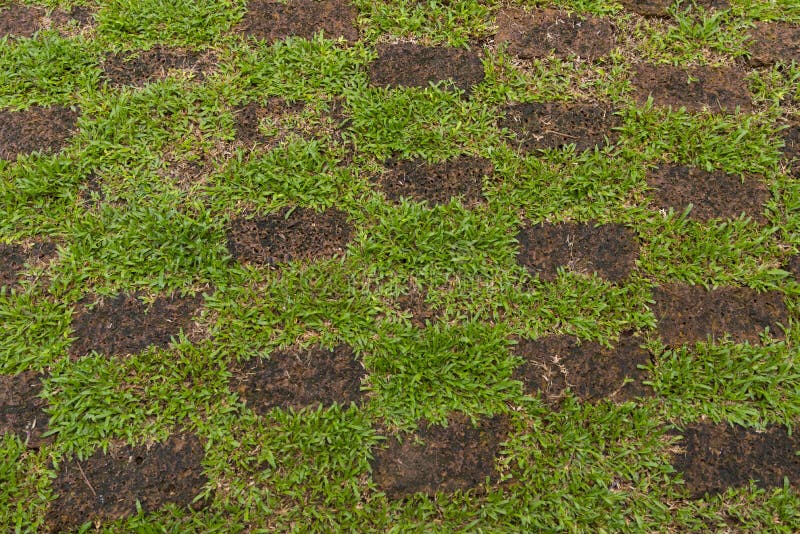 Walkway Pattern Chessboard of Brick and Grass. Stock Photo - Image of ...