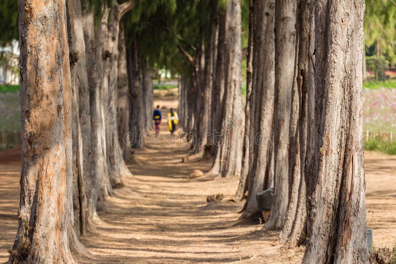 Beautiful walkway stock photo. Image of boulder, leave - 40721488