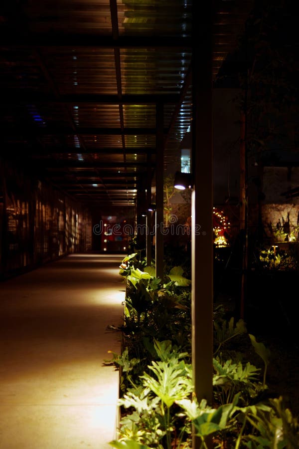 A Walkway with Plants and Lights in the Dark Stock Photo - Image of ...