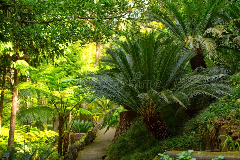 The Walkway among the Plants in a Tropical Garden Stock Photo - Image ...