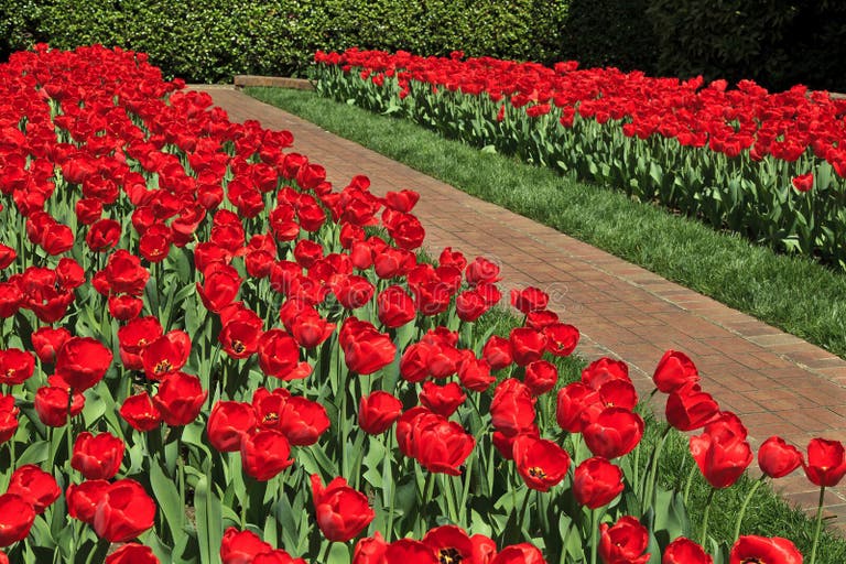 Walkway and Red Tulips stock image. Image of blooms, memorial - 30622935