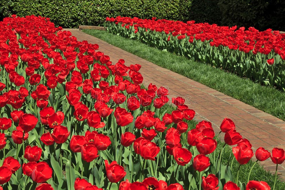 Walkway and Red Tulips stock image. Image of blooms, memorial - 30622935