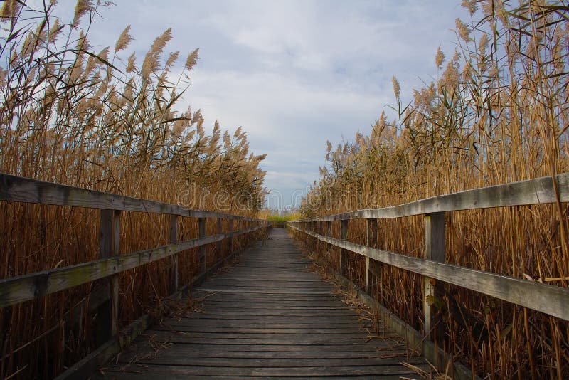 Walkway through reeds stock photo. Image of cloud, landscape - 7631188