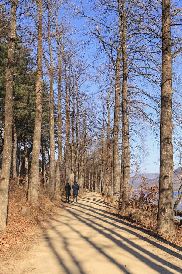 Walkway through Row of Trees Stock Photo - Image of forest, long: 65473874
