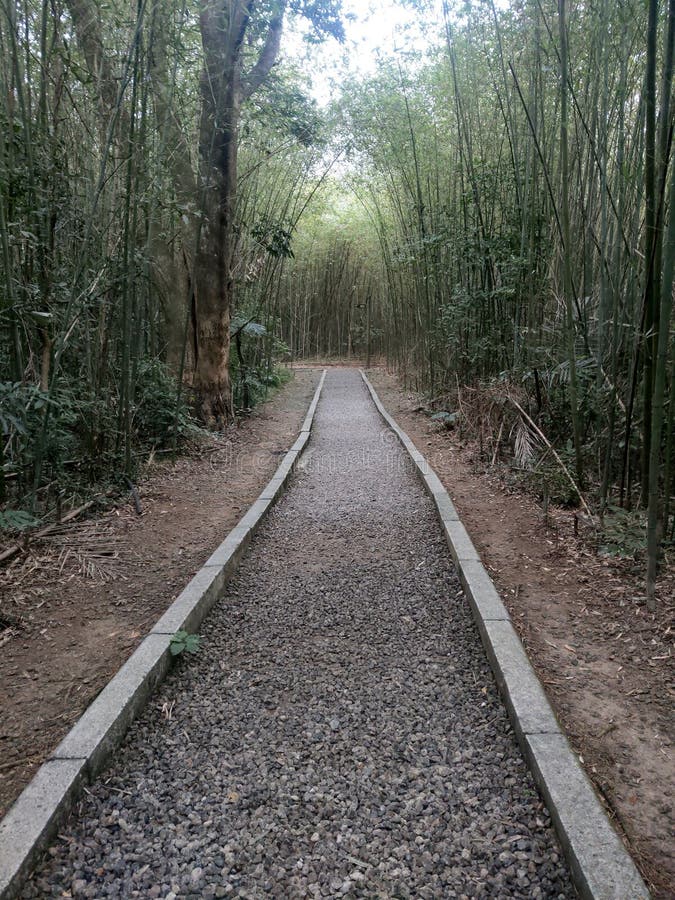 A Walkway that Runs through the Woods through Bamboo Trees with No ...