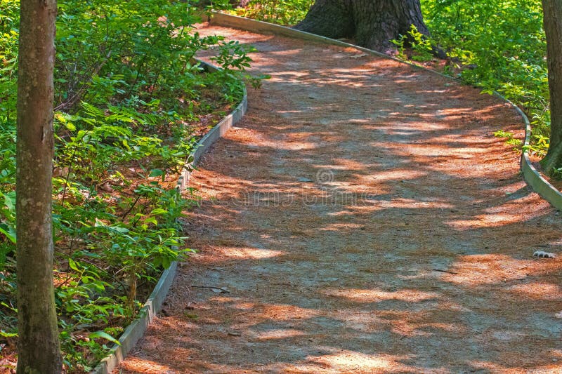 Shadows on the Pathway into the Forest Stock Image - Image of nautical ...